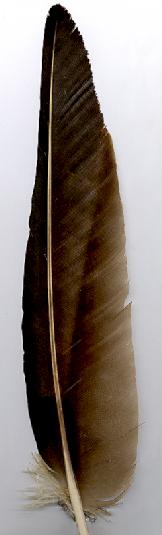 NativeTech TURKEY VULTURE WING FEATHER